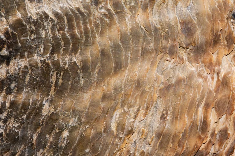 550 Clam Card Svg Stock Photos - Free & Royalty-Free Stock Photos from ...