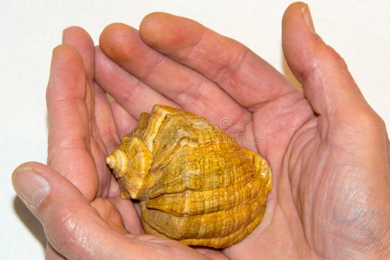 Seashell in the Male Hands Close Up Stock Image - Image of finger ...