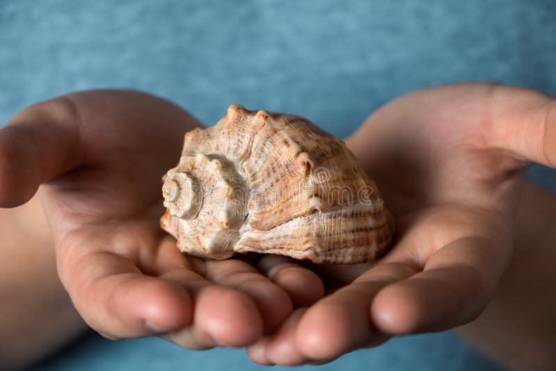A Seashell on a Man`s Hands Stock Image - Image of souvenir, jewel ...