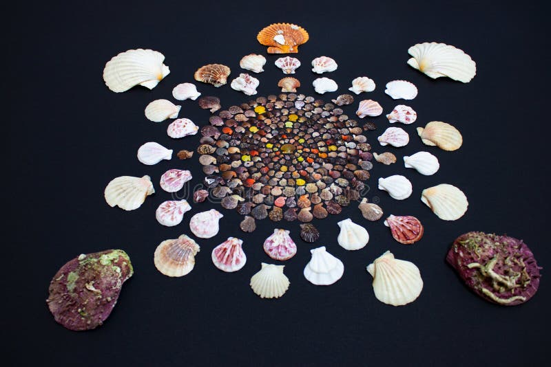 Seashell mandala stock image. Image of conch, sand, pink - 255731921