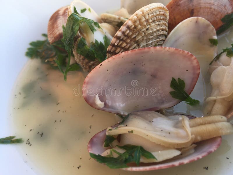 Seashell marine stock photo. Image of menu, scallop, seashell - 56653262