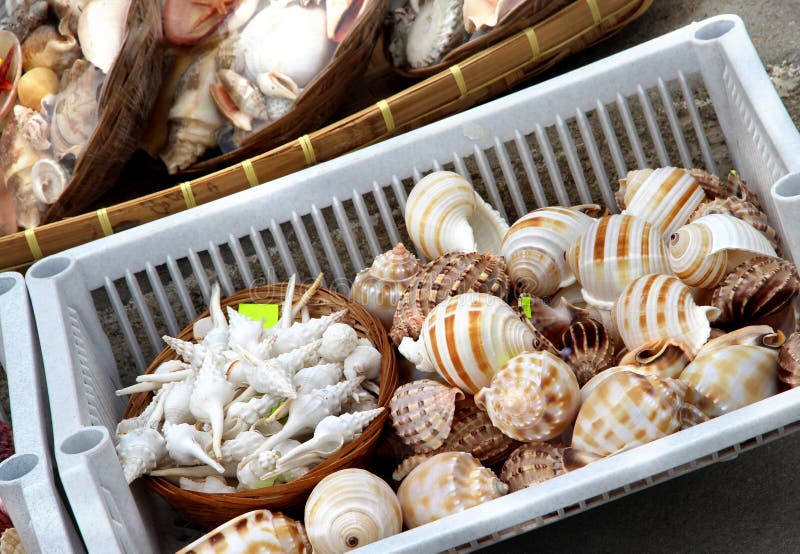 Seashell market stock photo. Image of vivid, shopping - 30531916