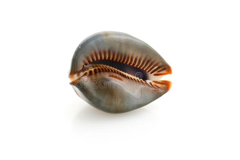 Seashell Massage on a White Background Stock Image - Image of shells ...