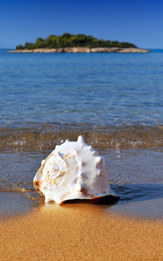 Seashell On Beach Under Palm Stock Image - Image of tidal, gulf: 5622009