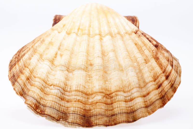 Background of Seashell of Armor of the Sea Urchin Macro Stock Image ...