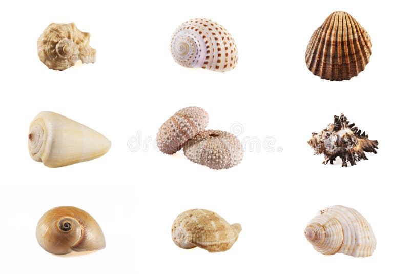 Seashells collection stock image. Image of collection - 4635813