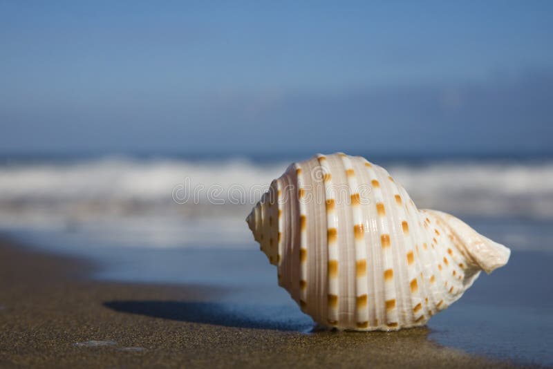 Seashell na praia foto de stock. Imagem de galeria, curso - 11134238