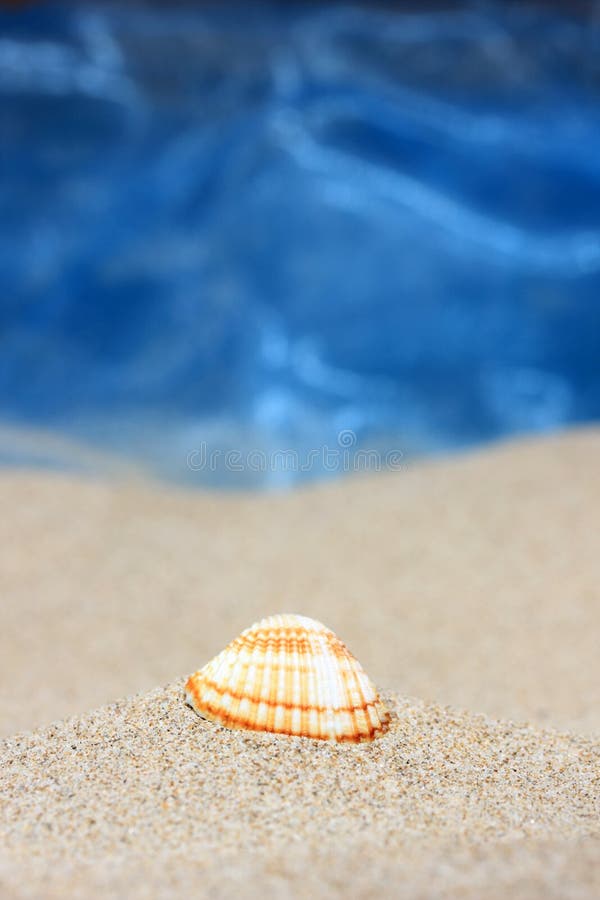 Seashell na praia arenosa imagem de stock. Imagem de férias - 24020637