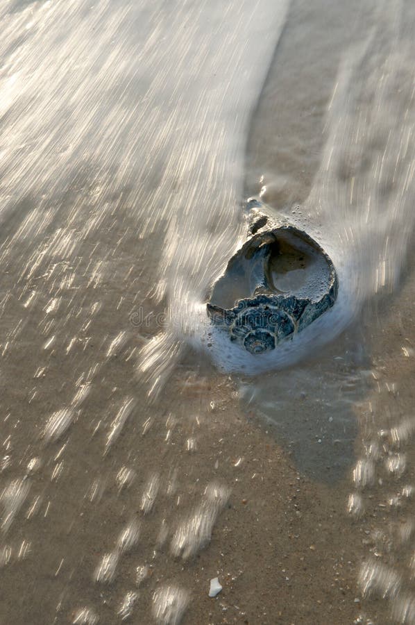 Seashell na ressaca imagem de stock. Imagem de areia, barraca - 9144119
