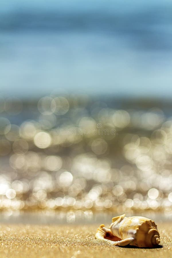 Seashell in the Natural Environment. Sandy Beach, Light Surf Stock ...