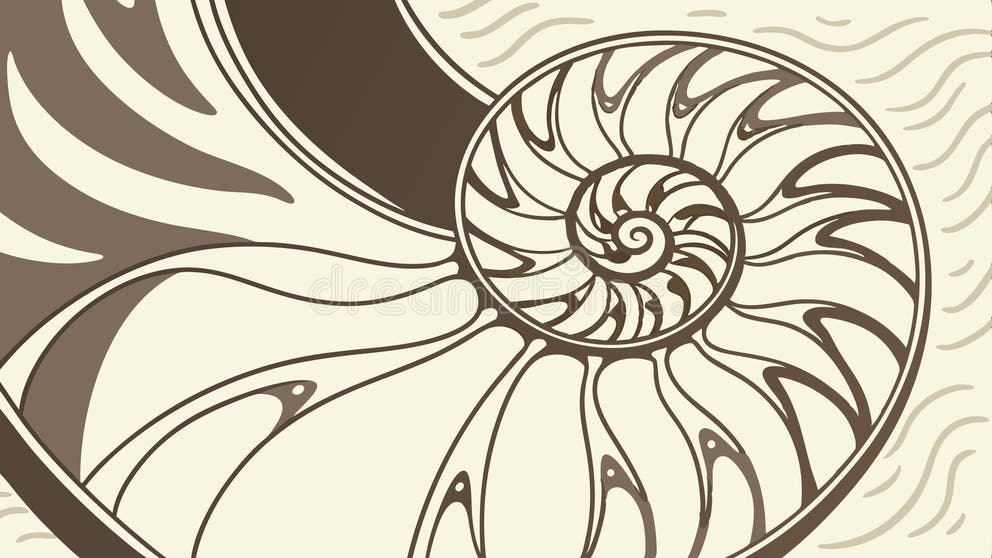 Seashell Nautilus Pattern, Natural Geometry and Ocean Texture and Shell ...