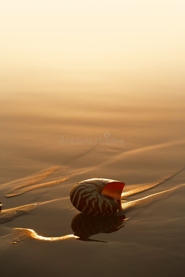 Seashell Nautilus on Sea Beach Under Sunset Sun Light Stock Photo ...