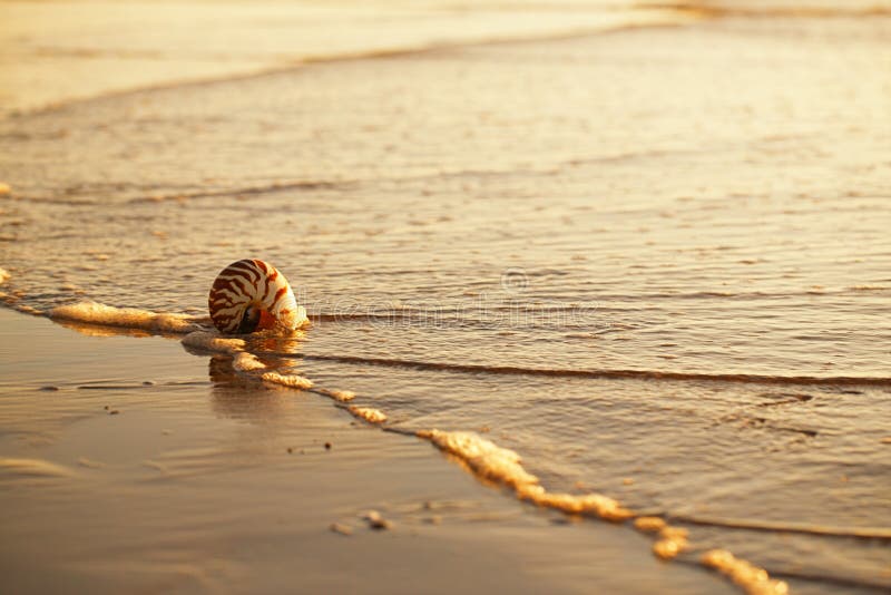 Seashell Nautilus on Sea Beach Under Sunset Sun Light Stock Image ...