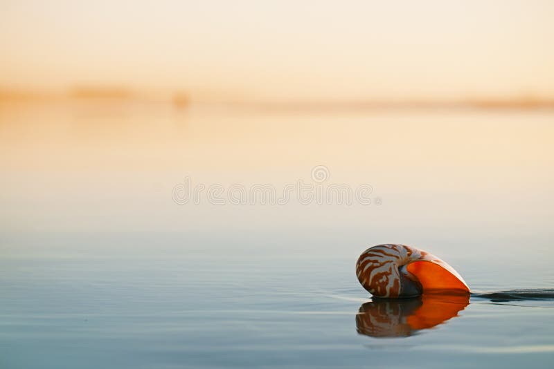 Seashell Nautilus on Sea Beach Under Sunset Sun Light Stock Image ...