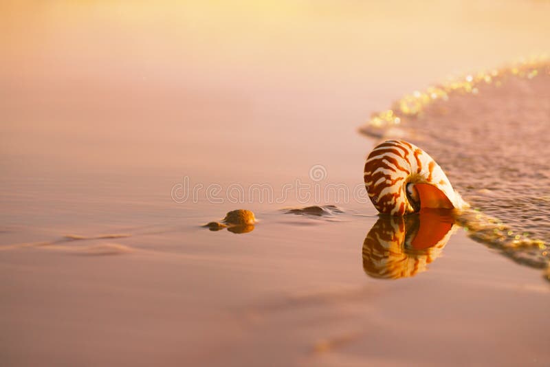 Seashell Nautilus on Sea Beach Under Sunset Sun Light Stock Photo ...