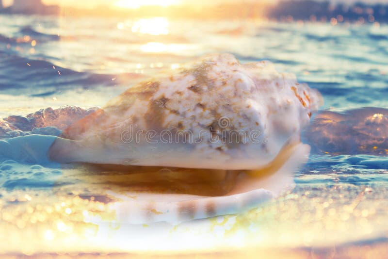 Seashell Nautilus on Sea Beach Under Sunset Sun Light, Double Exposure ...