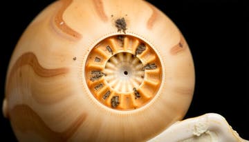 Seashell Nautilus Shell Cross Section Spiral Pattern Fibonacci Sequence ...