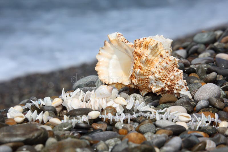 Seashell on stone seacoast stock photo. Image of beautiful - 11720404