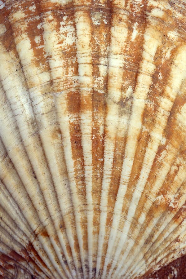 Seashell Ocean Shell or Sea Shell Texture Close Up. Shell Pattern Stock ...