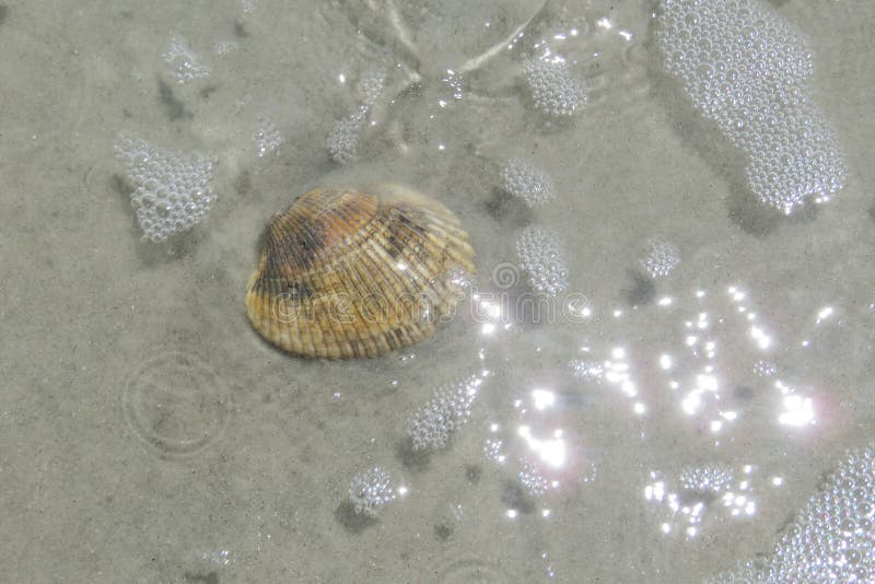 Seashell in the Ocean Water Stock Image - Image of breeze, seashells ...