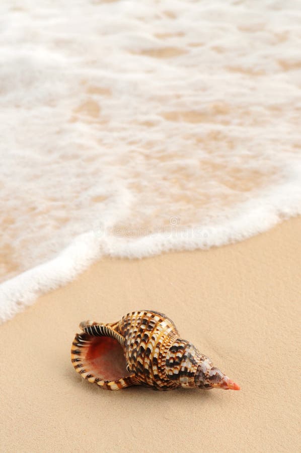 Seashell and ocean wave stock image. Image of marine, sand - 4981069