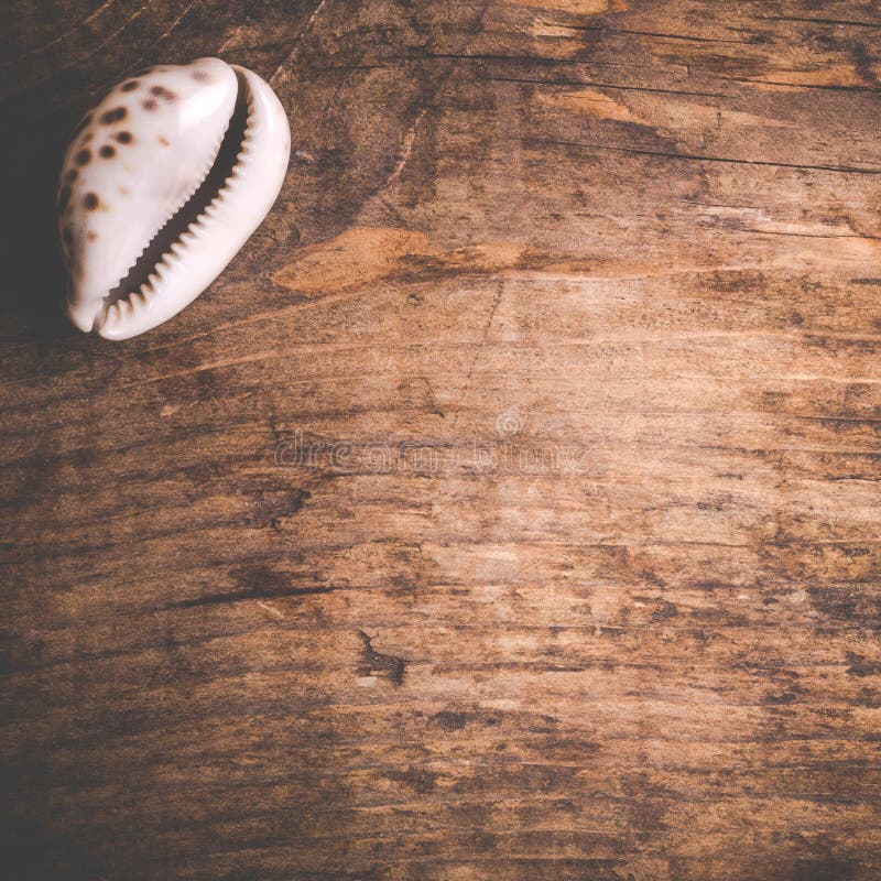 Seashell on Old Wooden Surface Stock Image - Image of nature, pattern ...