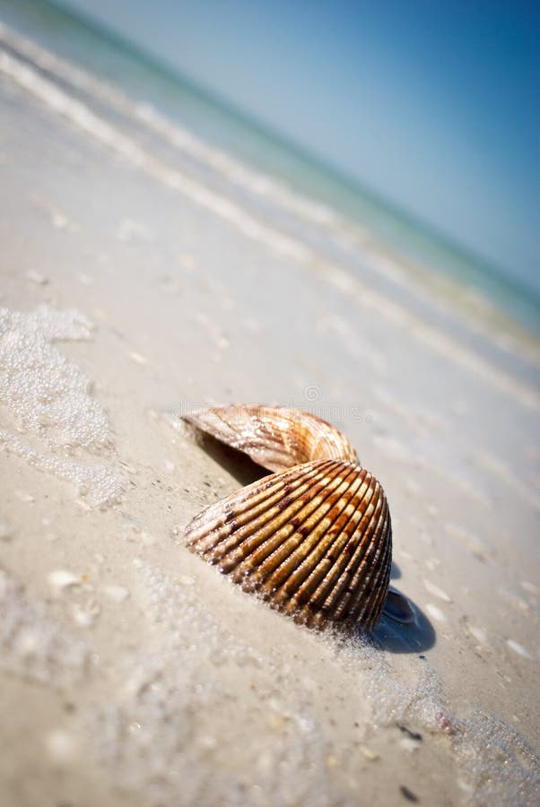 Seashell stock photo. Image of water, vacation, ocean - 42042292