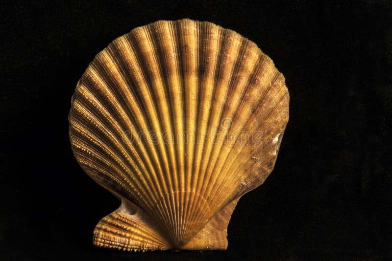 Seashell stock image. Image of rough, ocean, shells, nature - 75844745