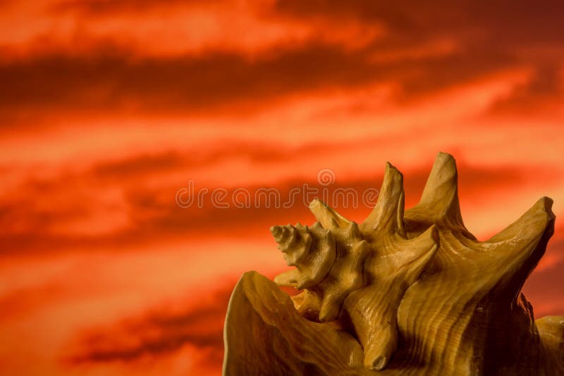 Seashell and orange sunset stock photo. Image of sunrise - 120067148