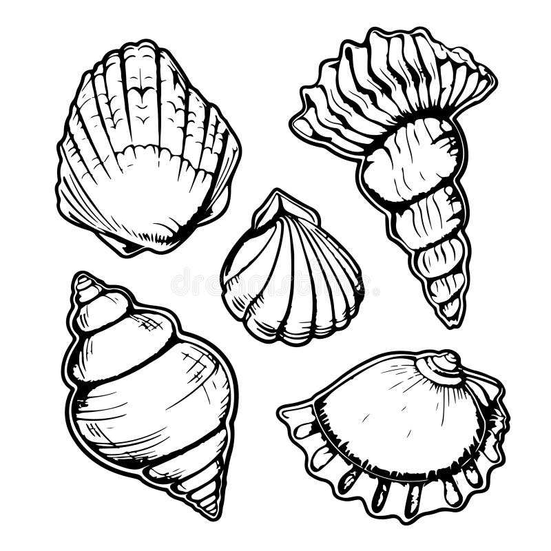Seashell Collection Hand Drawn Sketch Vector Illustration Sea Animals ...