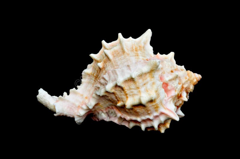 Seashell Over Black #11 (Conch) Stock Photo - Image of ocean, close ...