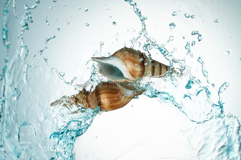 Seashell water splash stock image. Image of liquid, macro - 136043687