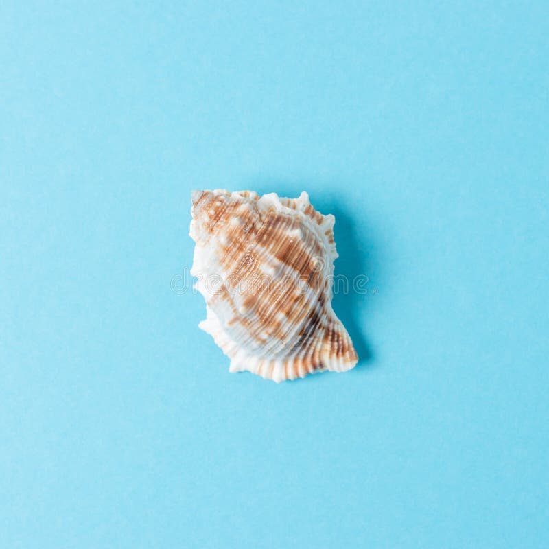 Seashell On Pastel Blue Background. Summer Minimal Concept Stock Image ...