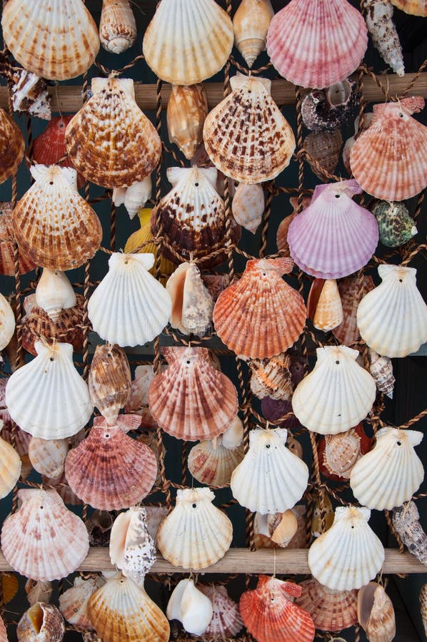 Seashell pattern stock photo. Image of colorful, decorative - 44505200