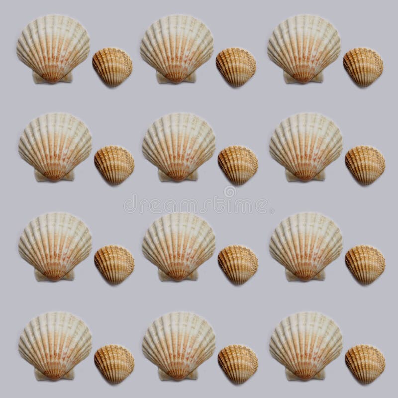 Seashell pattern curtain stock photo. Image of green - 49239582
