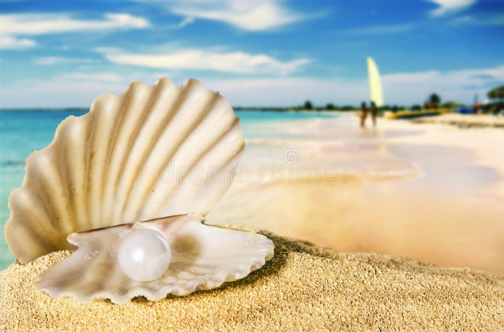 Seashell with pearl. stock image. Image of ribs, environment - 23914613