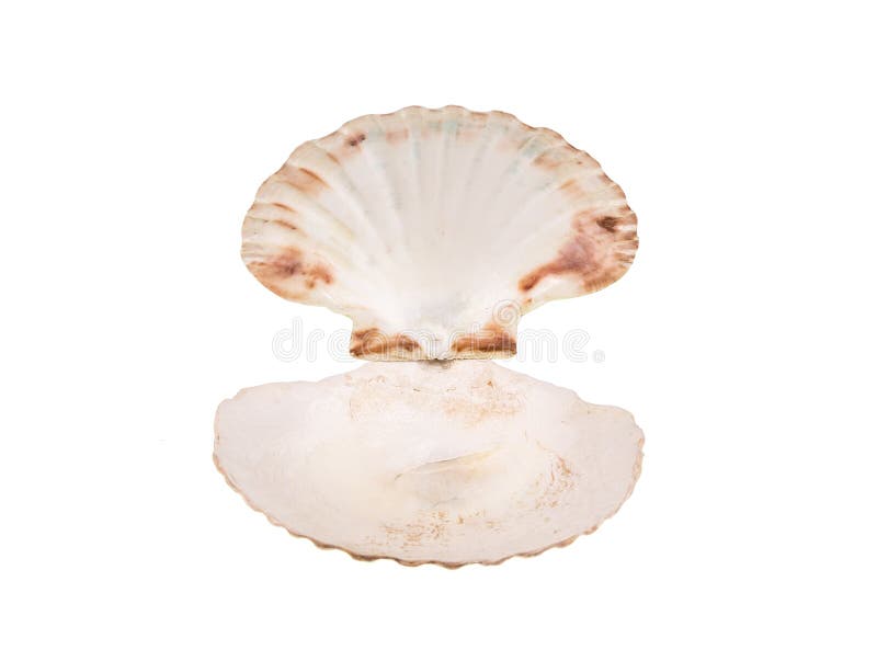 Seashell with Pearl Isolated on White Stock Photo - Image of luxury ...