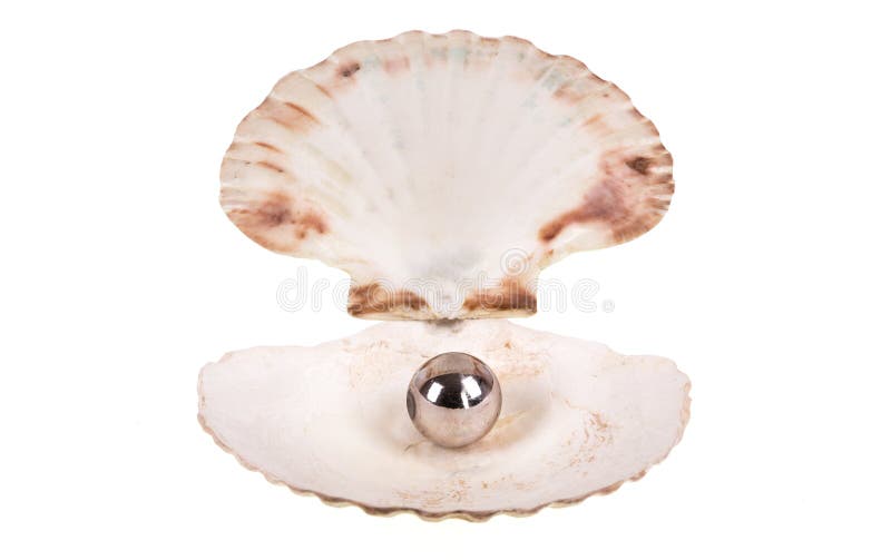Pearl in White Sea Shell Isolated on White Stock Photo - Image of ...