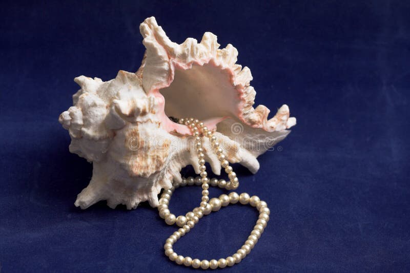 Seashell & pearls stock photo. Image of string, marine - 3736710