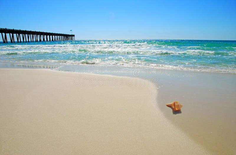 Seashell on Beach Under Palm Stock Image - Image of tidal, gulf: 5622009