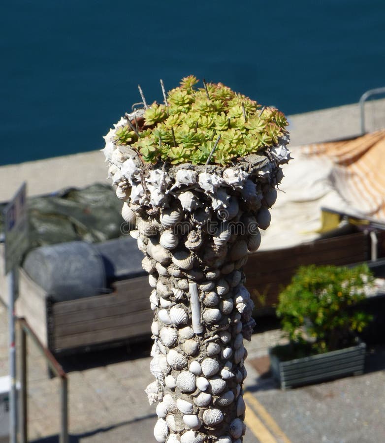 Seashell Planter with Succulants Stock Image - Image of planter, plants ...