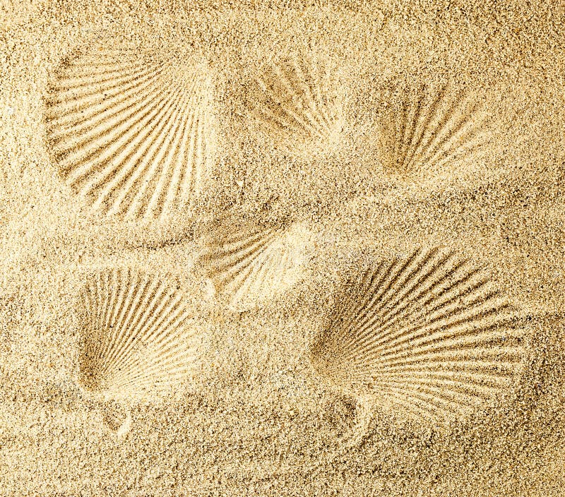 Seashell prints. stock image. Image of marine, beach - 27555047