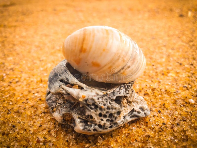 Natural Seashells on the Beach Stock Image - Image of condos, cabarete ...