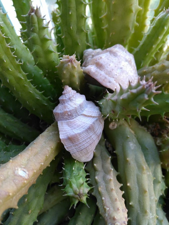 Seashell rapana stock image. Image of seashell, plants - 193328961