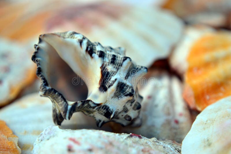 Seashell - Sacred Geometry stock image. Image of background - 45280961
