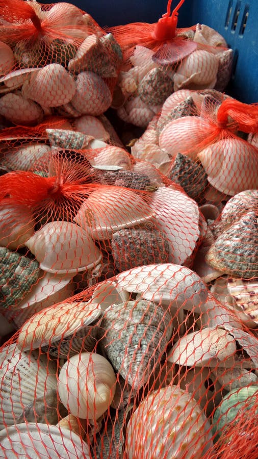 Seashell in red net stock photo. Image of seashell, colourful - 57127170