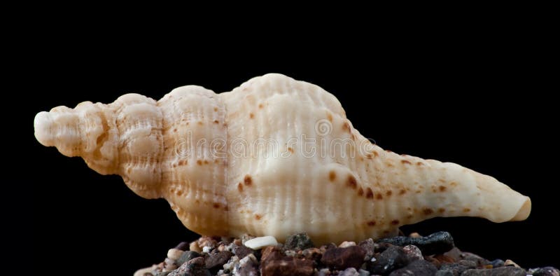 Seashell of the Red Sea stock photo. Image of color, luxury - 12888924