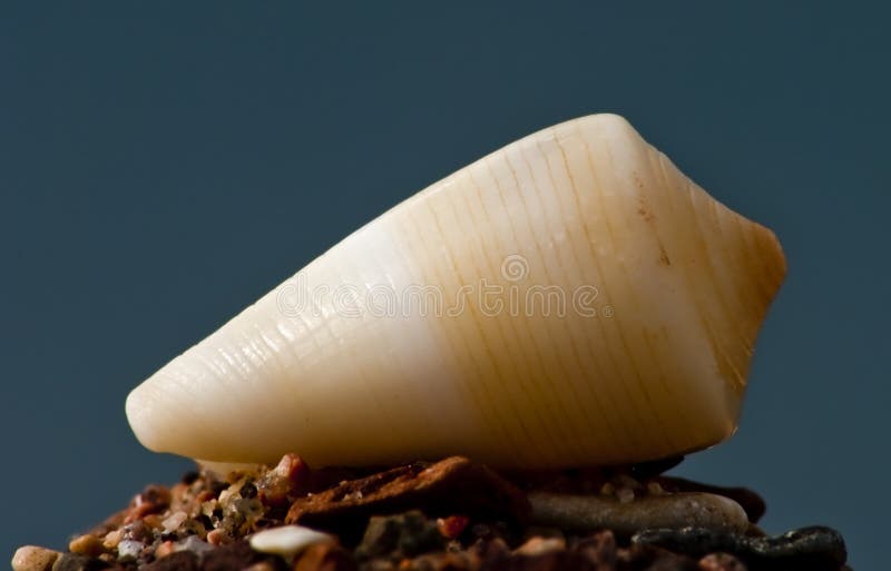 Seashell of the Red Sea stock photo. Image of assorted - 12906214