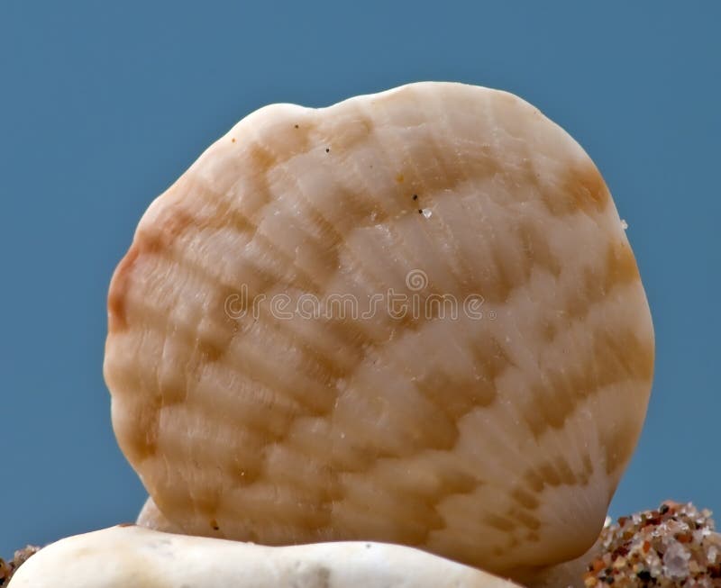 Bull shark teeth stock photo. Image of jaws, marine, leucas - 62712360