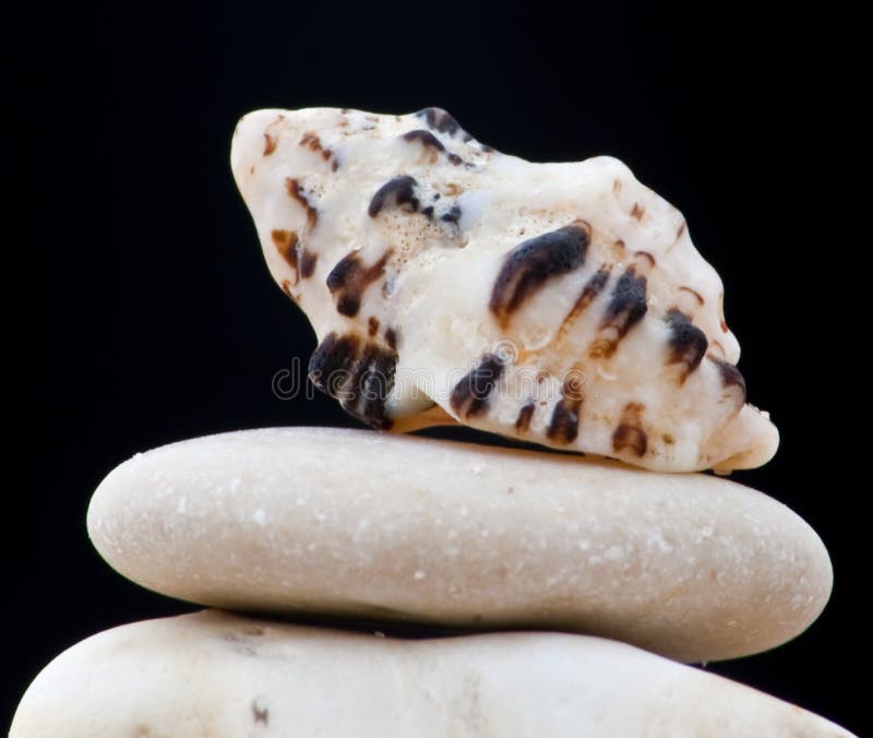 Seashell of the Red Sea stock image. Image of focus, holidays - 12948293
